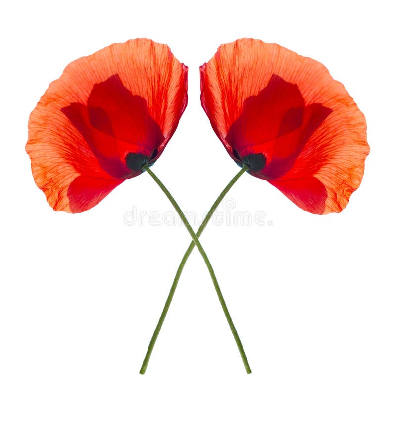 Poppy isolated on white stock image. Image of bloom - 119754125