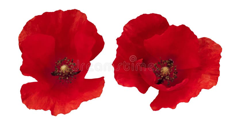 81,515 Poppies Photos - Free & Royalty-Free Stock Photos from Dreamstime