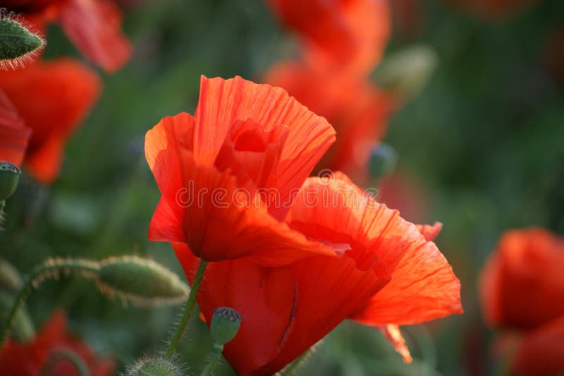 Poppy flowers stock photo. Image of seasonal, spring, nature - 5968496