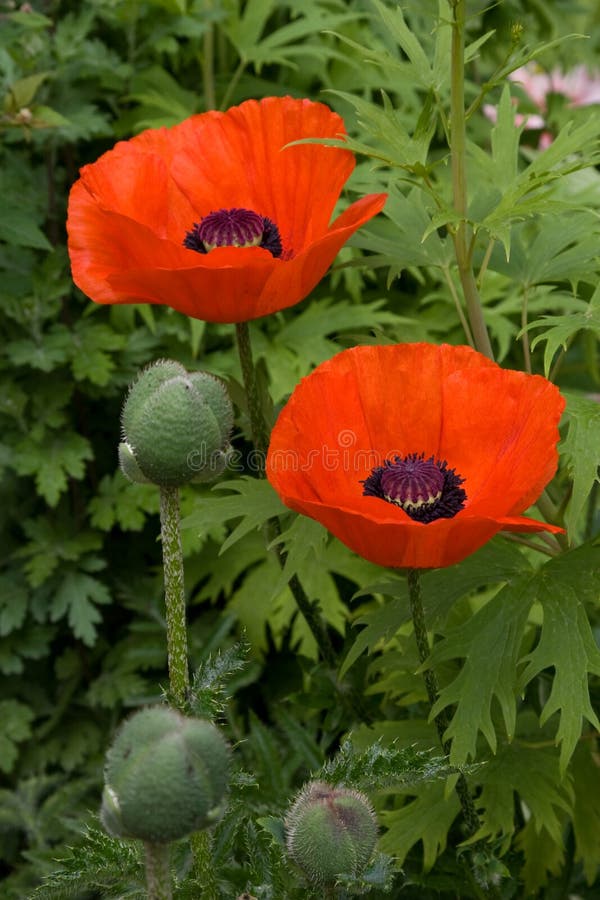 Two red poppy stock photo. Image of opium, death, remembrance - 7773666