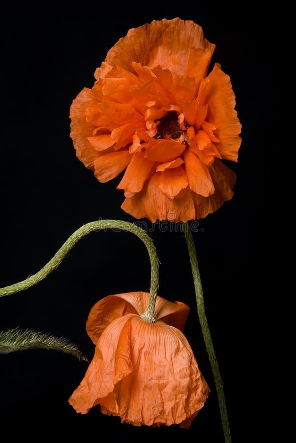 Two red poppy stock photo. Image of gardening, floriferous - 9335610