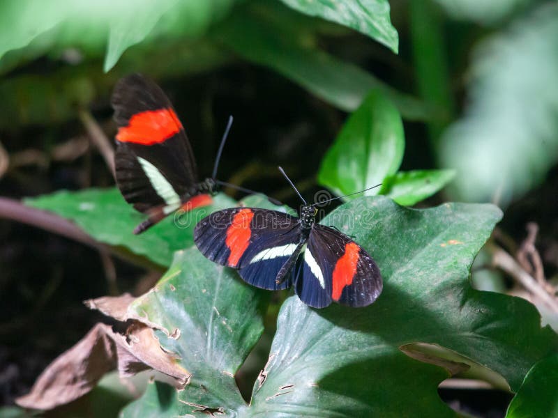 Two Red Postman, Heliconius Erato Stock Photo - Image of flight, garden ...