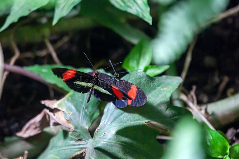 Two Red Postman, Heliconius Erato Stock Image - Image of green, wing ...