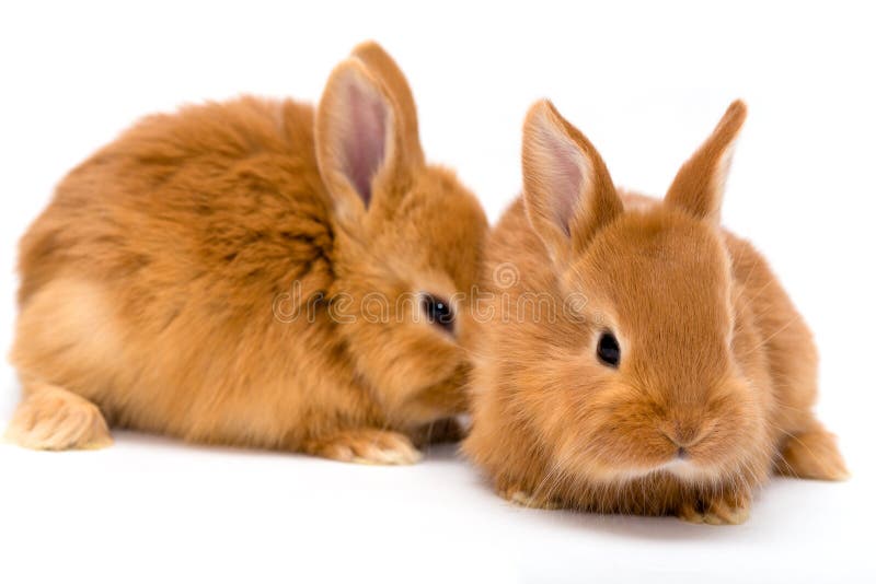 Two red rabbits stock image. Image of clean, live, cute - 80233457