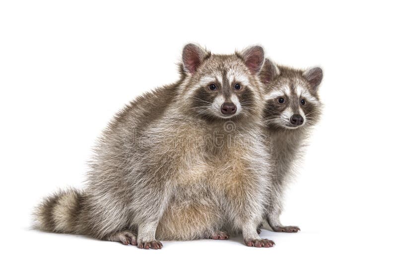Raccoons Couples Stock Photos - Free & Royalty-Free Stock Photos from ...