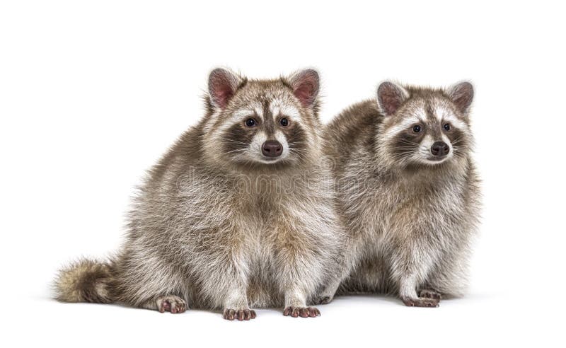 Two Red Raccoons Sitting Together, Isolated Stock Photo - Image of ...