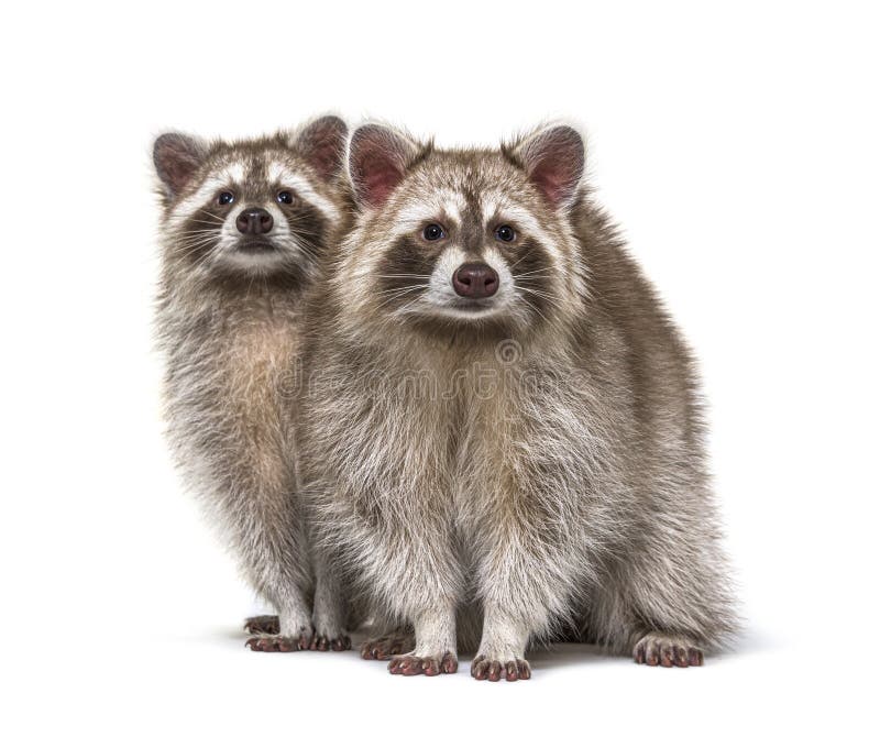 Two Red Raccoons Sitting Together, Isolated Stock Image - Image of ...