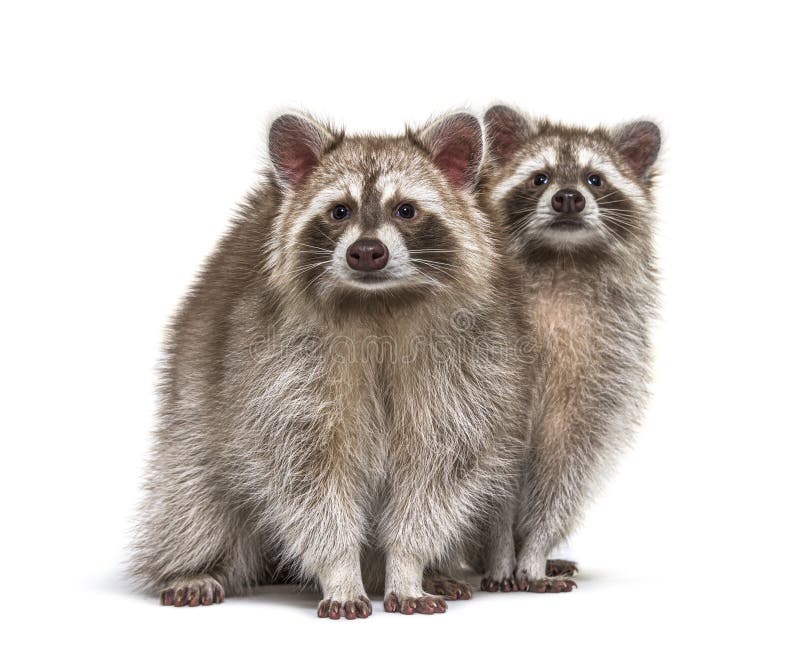 Two Red Raccoons Sitting Together, Isolated Stock Photo - Image of ...
