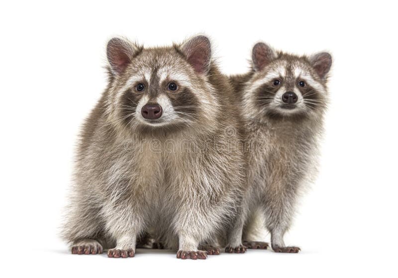 Raccoons Couples Stock Photos - Free & Royalty-Free Stock Photos from ...