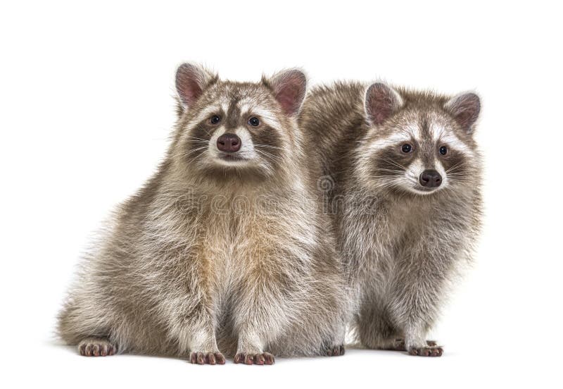 Raccoons Couples Stock Photos - Free & Royalty-Free Stock Photos from ...