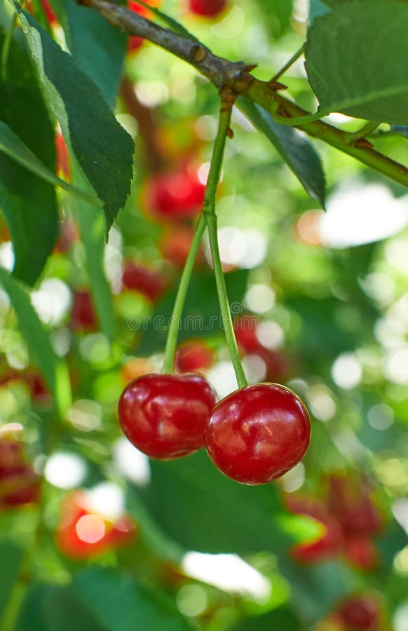 Two Red Ripe Cherries Growing on the Tree Stock Photo - Image of juicy ...