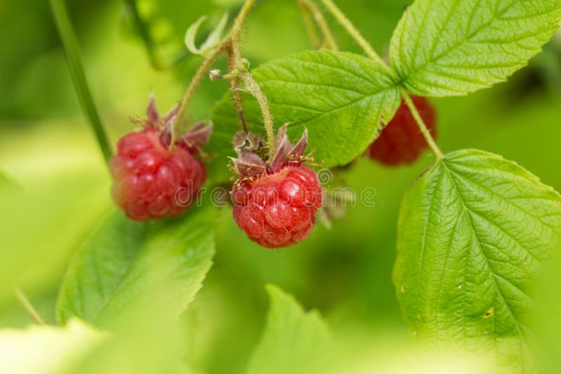 Two Red Ripe Rasperries Growing on Plant Stock Photo - Image of harvest ...