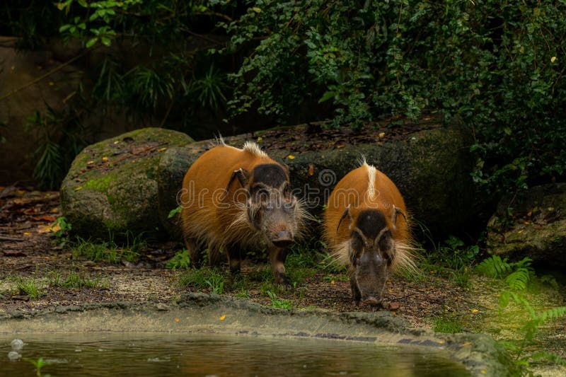 Two a Red River Hogs Walking through the Mud, Copy Space for Text Stock ...