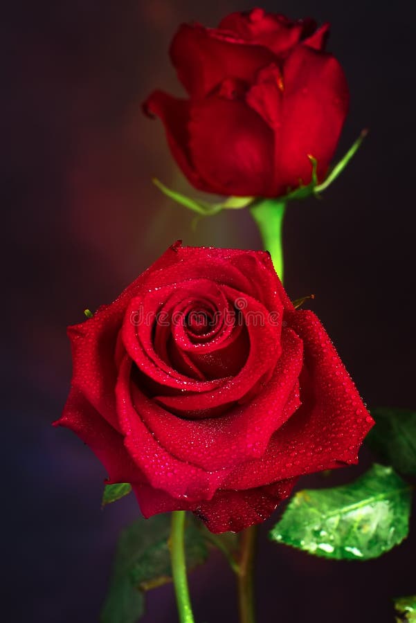 Two Red Rose Buds Close-up on a Dark Background, Vertically Stock Photo ...