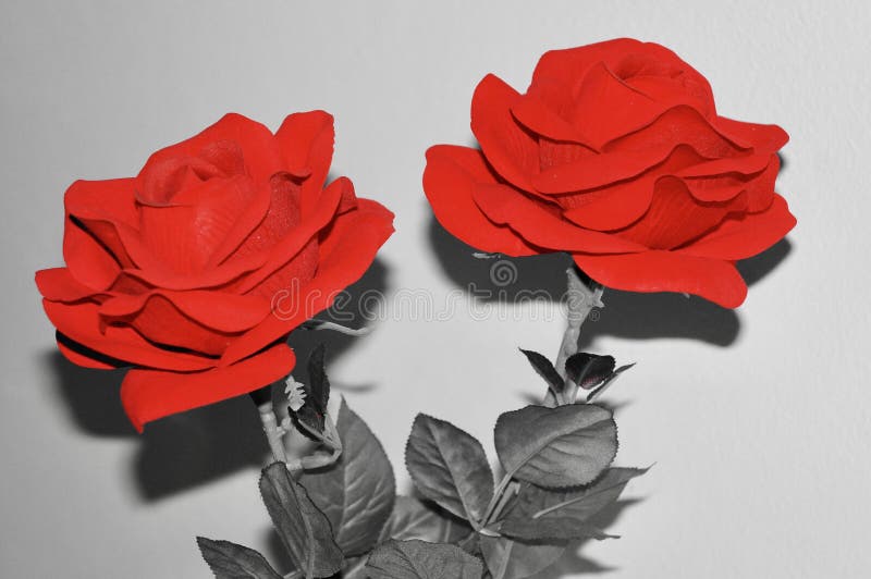 Two Red Rose with a Color Concept Stock Photo - Image of grey, tiges ...