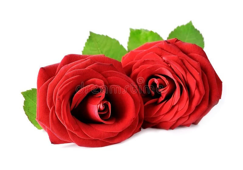 Two red rose with leaves stock photo. Image of holiday - 208538396