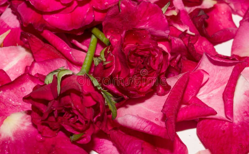 Two red rose stalks stock image. Image of lavender, lilac - 184626877