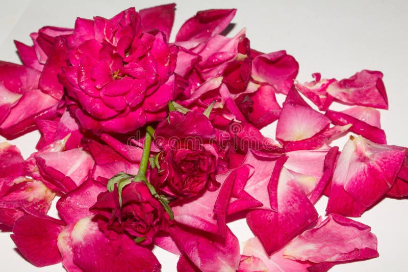 Two Red Rose Stalks White Background Stock Photos - Free & Royalty-Free ...