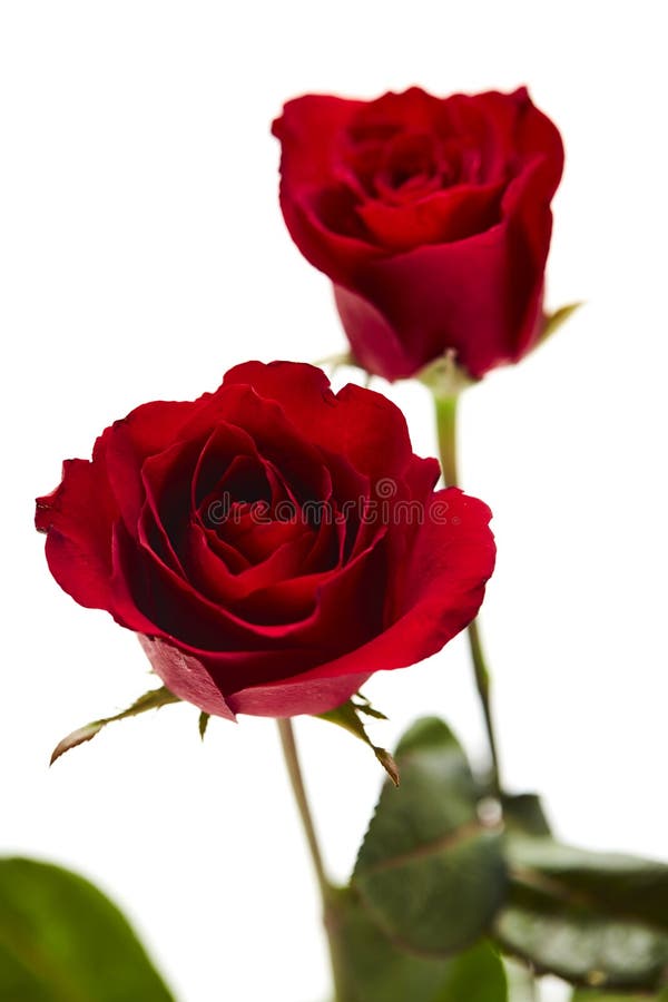 Two Red Rose on White Background Stock Image - Image of closeup ...