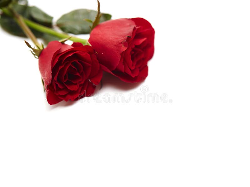 Two Red Rose on White Background Stock Photo - Image of concept, beauty ...