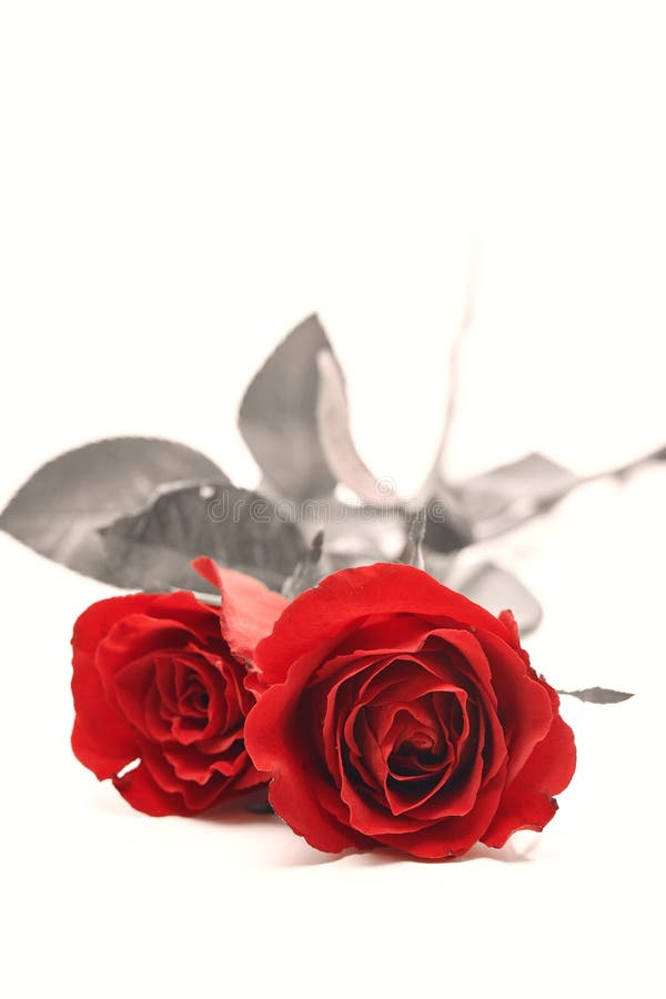 Two Red Rose on White Background Stock Image - Image of isolated ...