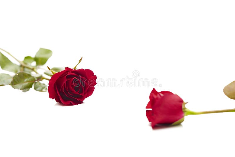 Two Red Rose on White Background Stock Image - Image of flora, flat ...