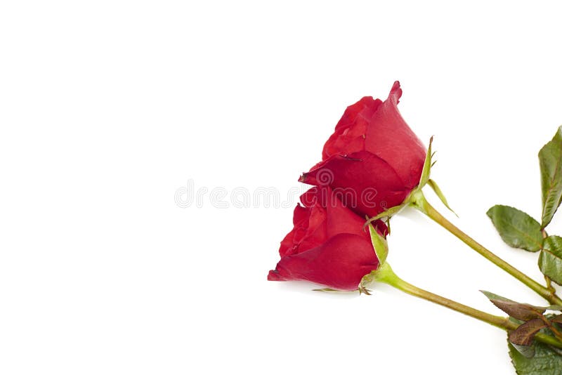 Two Red Rose on White Background Stock Image - Image of love, element ...