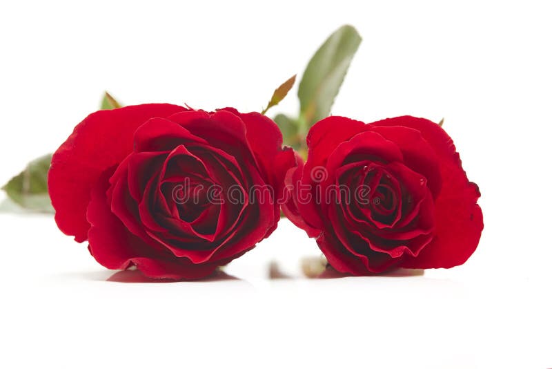Two Red Rose on White Background Stock Photo - Image of beauty, plant ...