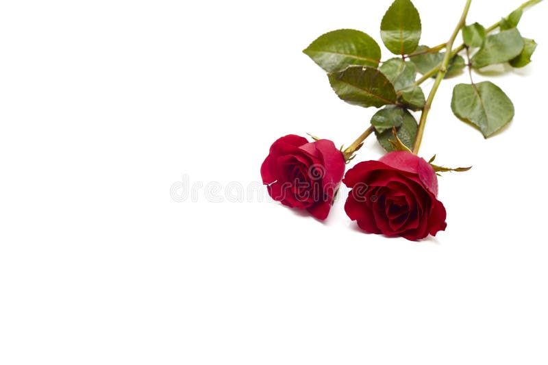 Two Red Rose on White Background Stock Photo - Image of empty ...