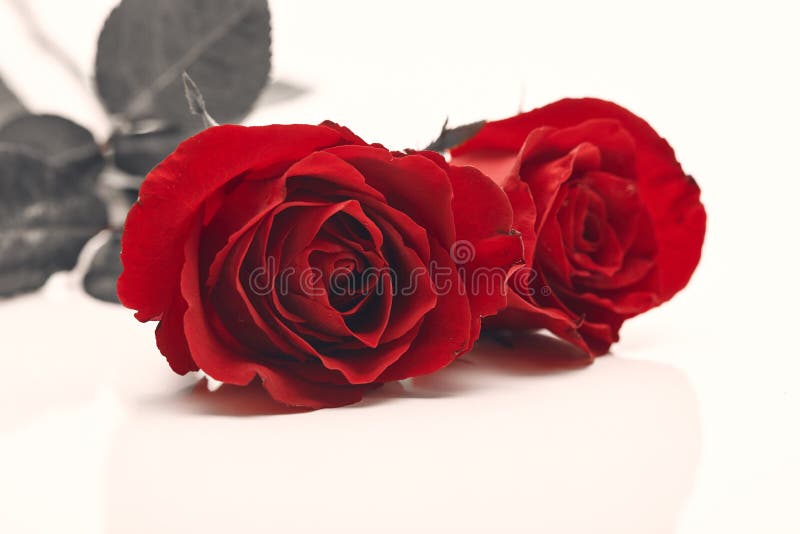 Two Red Rose on White Background Stock Image - Image of beautiful ...