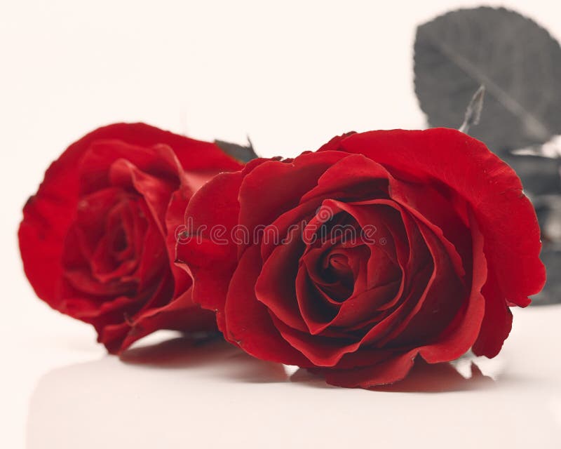 Two Red Rose on White Background Stock Image - Image of beautiful ...