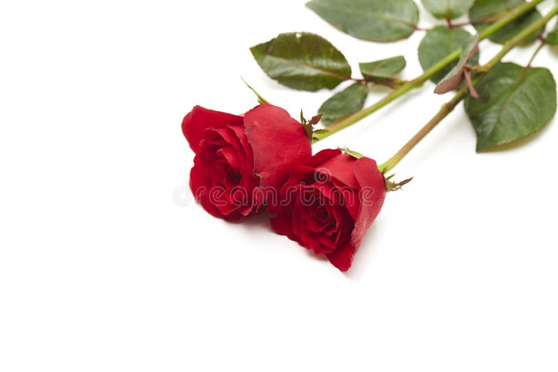 Two Red Rose on White Background Stock Photo - Image of greeting ...