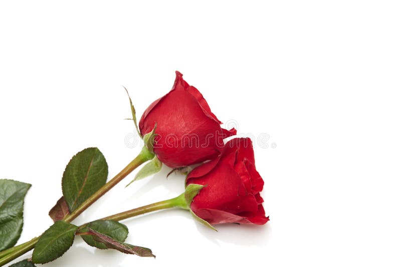 Two Red Rose on White Background Stock Image - Image of nature, leaf ...