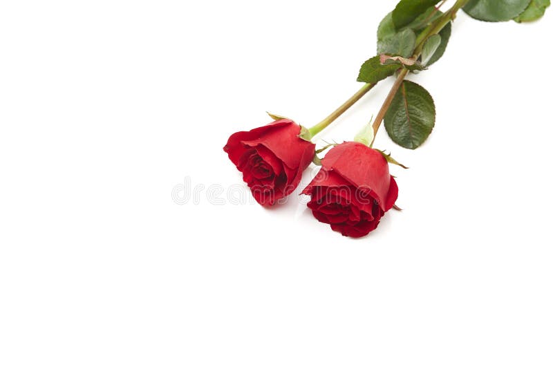 Two Red Rose on White Background Stock Image - Image of beautiful ...