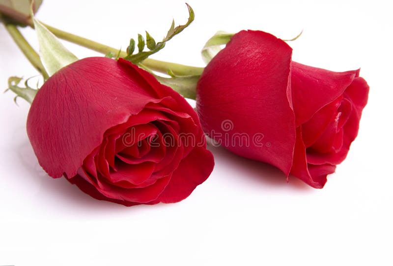 Two roses stock image. Image of flower, color, happy, bouquet - 7802481