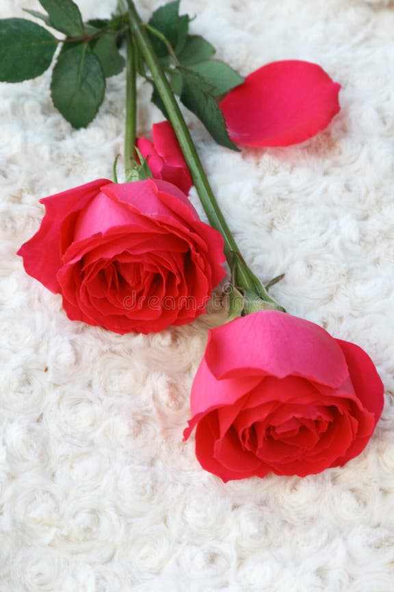 Two red roses stock image. Image of petal, ring, leafs - 3940135