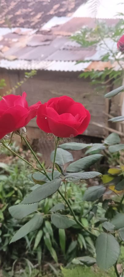 Roses on the Side of the Road Stock Image - Image of love, produce ...
