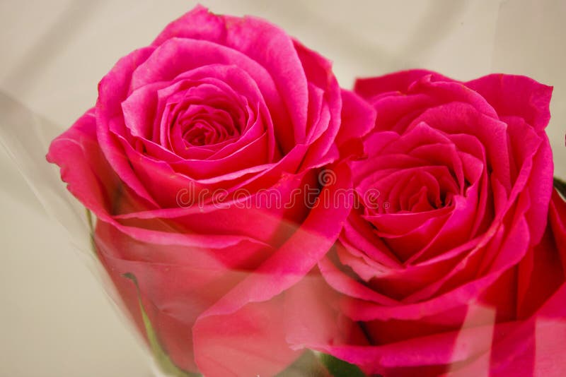 Two red roses closeup stock photo. Image of love, color - 174652850