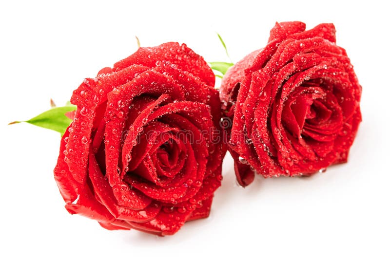 Red Rose with Sepals in Dew Drops. Isolate on White Background Stock ...