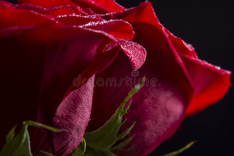 Two Red Roses with Dew on Them Stock Image - Image of macro, closeup ...