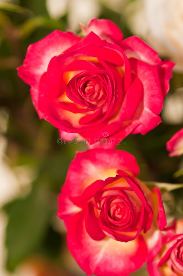Two Red Roses, in Full Bloom, on Branches Stock Photo - Image of ...
