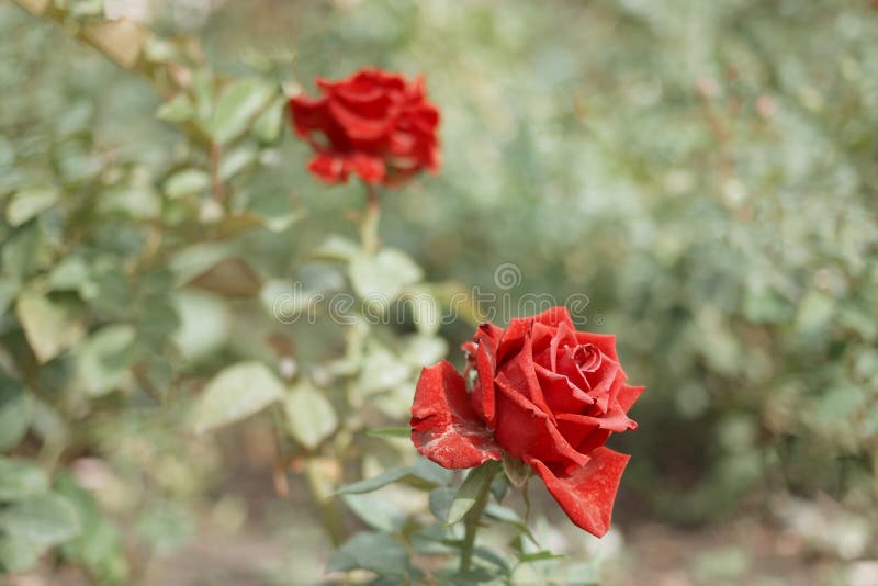 Two red roses in garden stock image. Image of beauty - 128380037