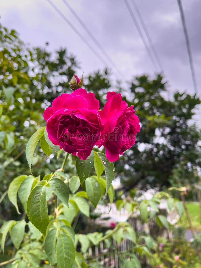 Two red roses stock image. Image of side, grow, roses - 355126565