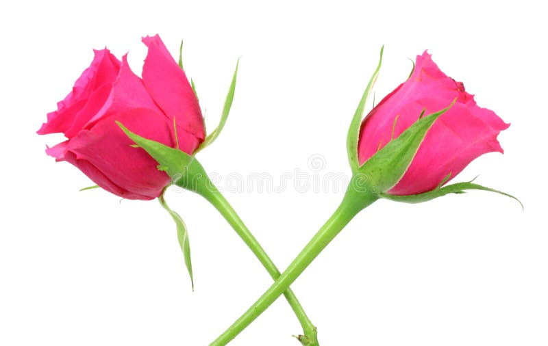Two Red Roses Isolated on White Stock Photo - Image of present ...