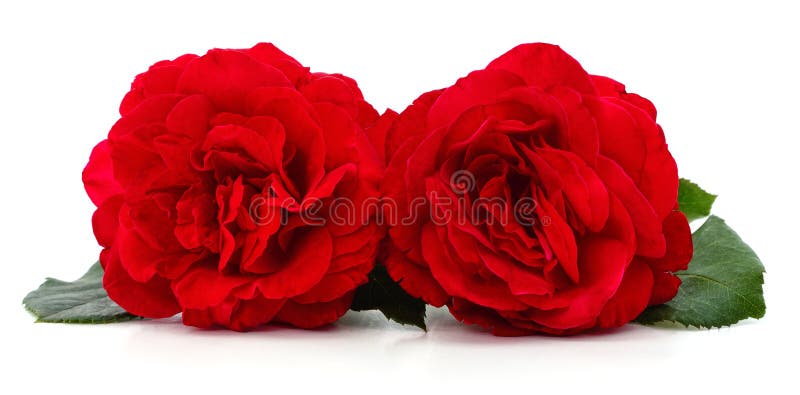 Two red roses stock image. Image of leaf, beauty, white - 297071403