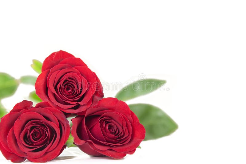 Antique Roses and Buds on the White Painted Board Stock Photo - Image ...