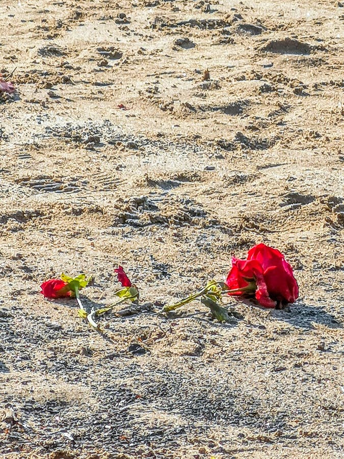 Two Red Roses Lying in the Sand of a Beach Stock Photo - Image of lying ...