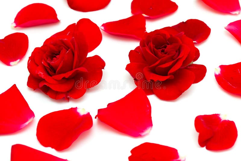 Two red roses and petals stock photo. Image of border - 28451818
