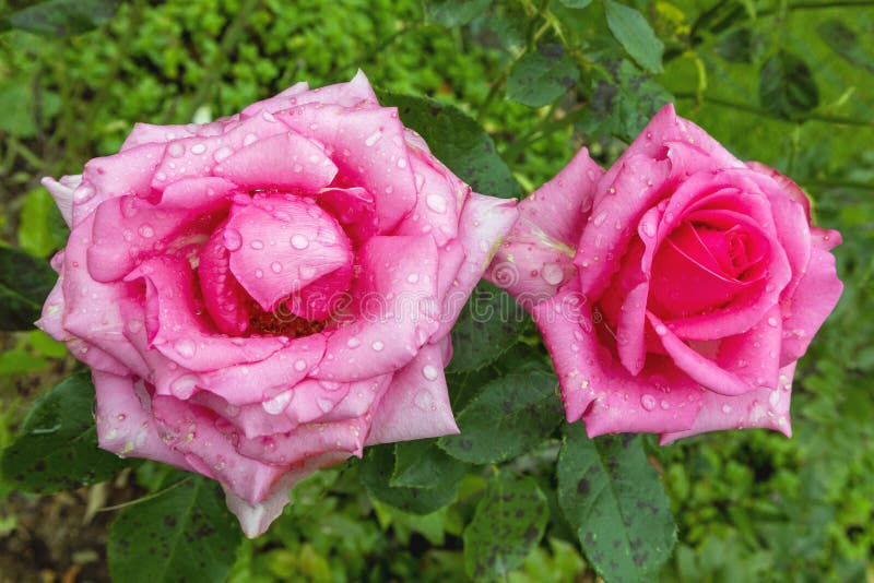 Two red roses in the fall stock photo. Image of beautiful - 231052872