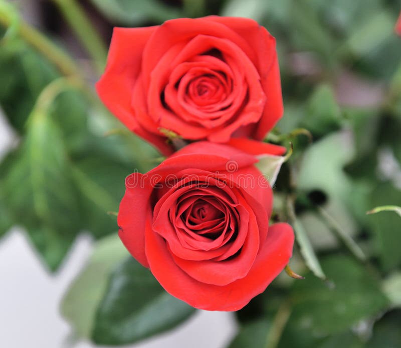 Roses on the Side of the Road Stock Image - Image of love, produce ...
